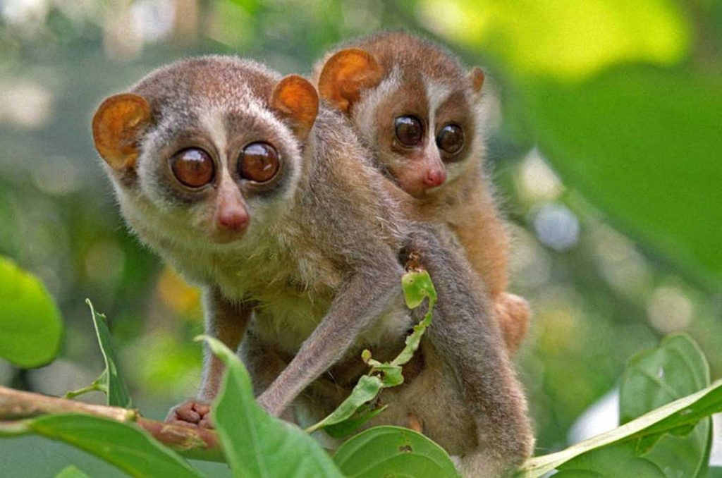 Wild Ceylon Ceylon Dream Holidays